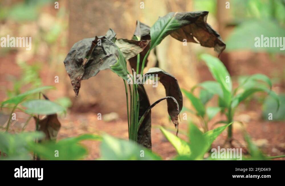 Dying plant in the middle of healthy growing plants in the day. A Stock ...