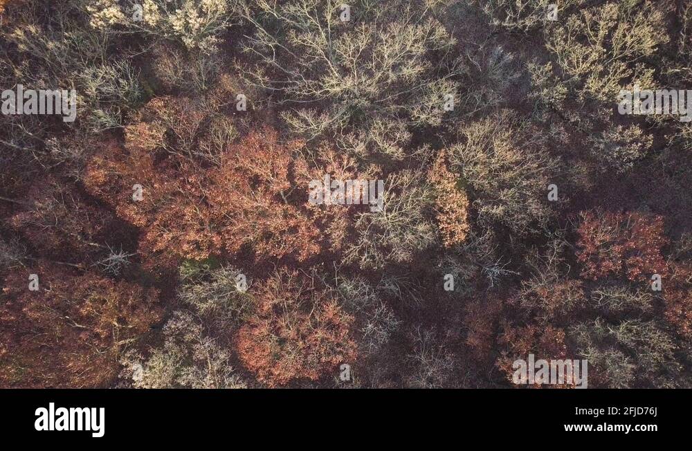 Suburb forest Stock Videos & Footage - HD and 4K Video Clips - Alamy