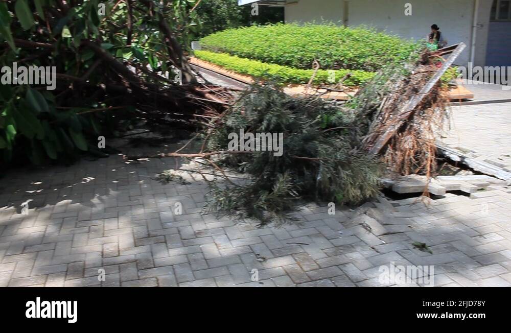 Typhoon tree Stock Videos & Footage - HD and 4K Video Clips - Alamy