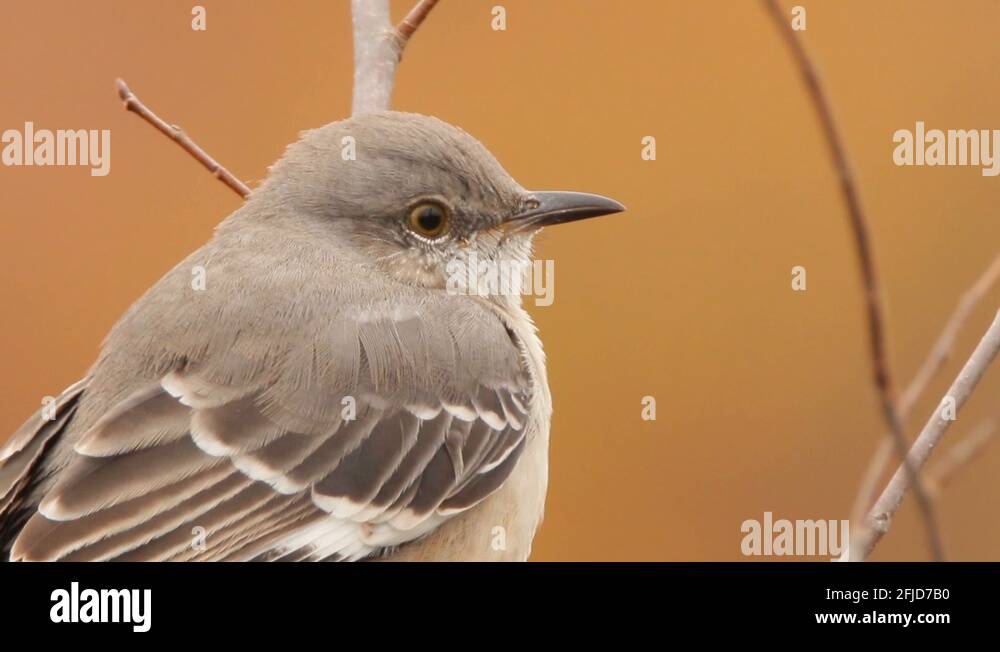 Northern mockingbird wings Stock Videos & Footage - HD and 4K Video ...