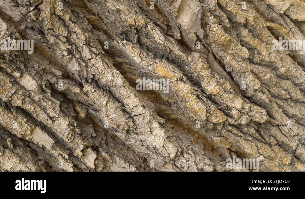 Oak tree bark macro Stock Videos & Footage - HD and 4K Video Clips - Alamy