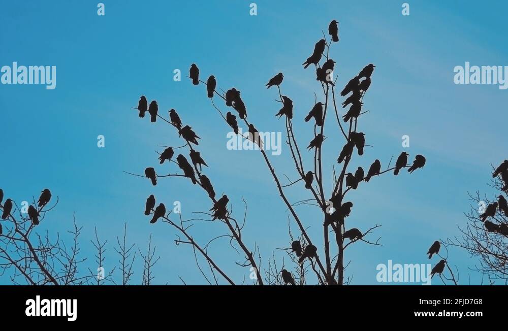 flock autumn of birds crows blue sky taking off from a tree. a flock of ...
