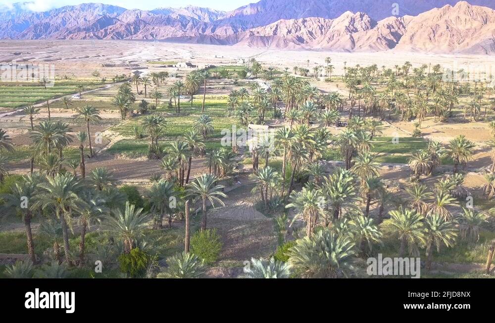 Flora of iran Stock Videos & Footage - HD and 4K Video Clips - Alamy