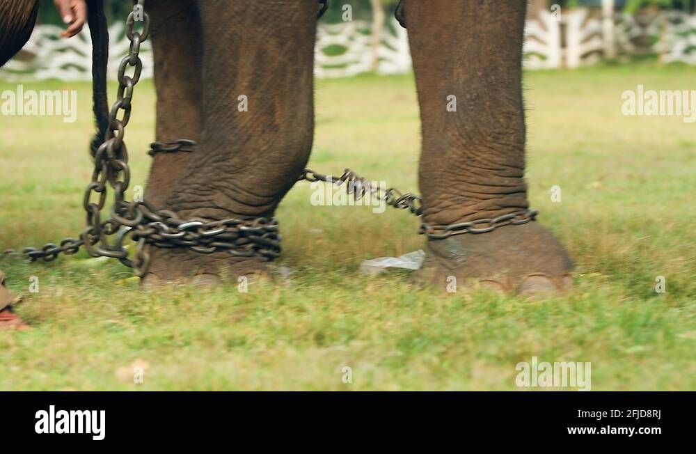 Elephant Legs Tied to a Chain, Walking With Guardian (Mahout) Slow ...