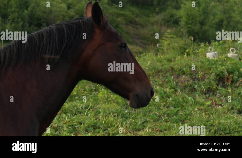 Horse in the alps Stock Videos & Footage - HD and 4K Video Clips - Alamy