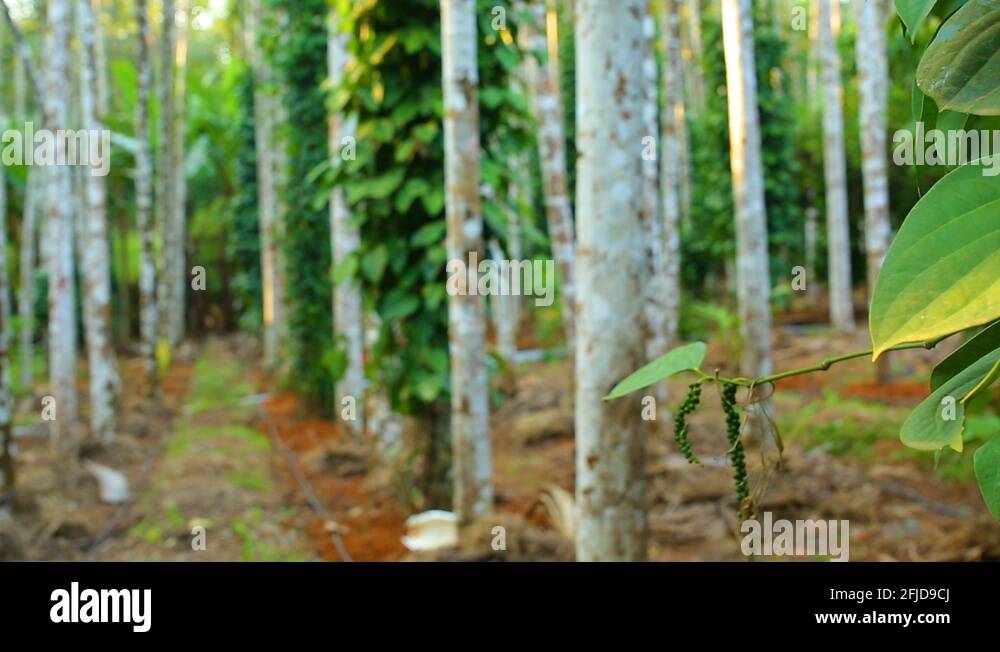 Pepper bark tree Stock Videos & Footage - HD and 4K Video Clips - Alamy