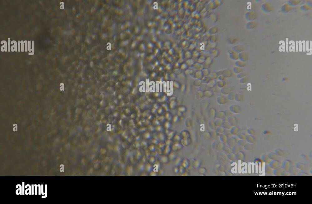 Budding yeast cell under the microscope Stock Video Footage - Alamy