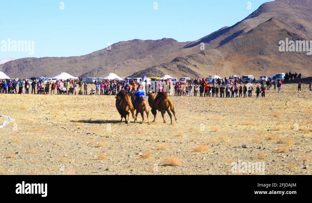 Camel racing Stock Videos & Footage - HD and 4K Video Clips - Alamy