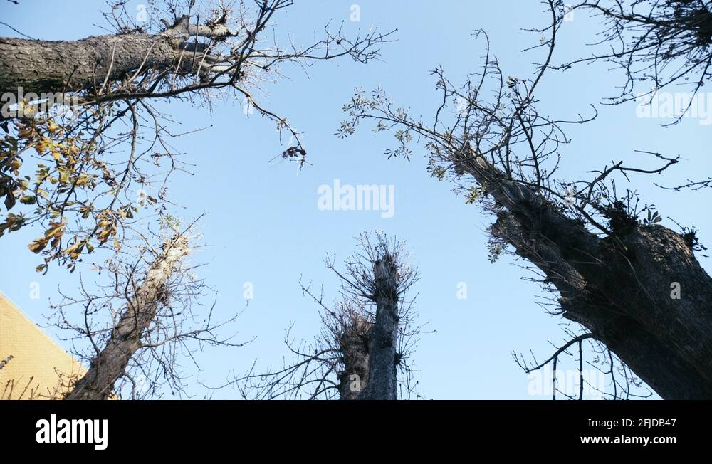 Worms eye view trees Stock Videos & Footage - HD and 4K Video Clips - Alamy