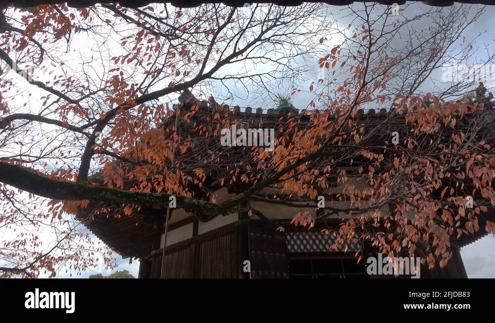 Fall Foliage by Buddhist Pagoda at Historic Temple in Nara, Japan -Tilt ...