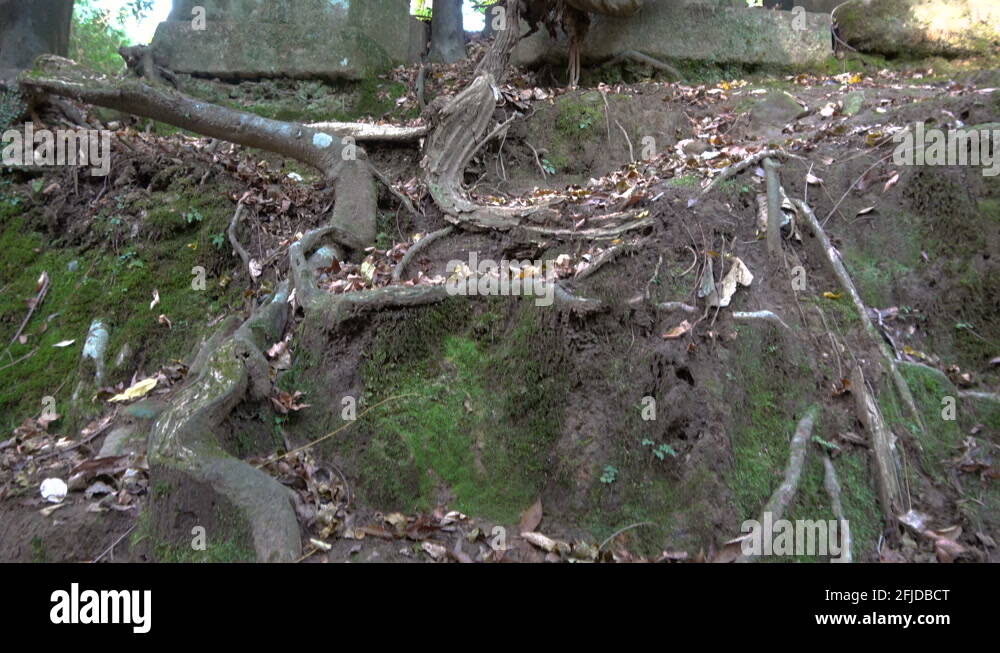Plant Root Tangled Up Stone Lantern at Ancient Shrine in Nara, Japan ...