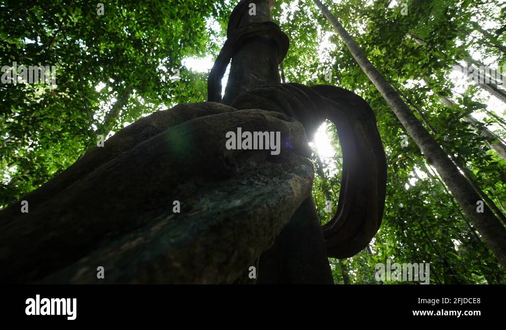 Twisted palm tree Stock Videos & Footage - HD and 4K Video Clips - Alamy