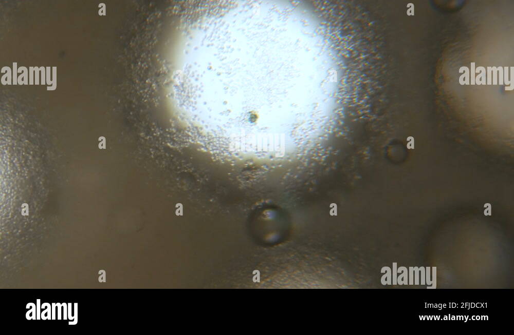 Budding yeast cell under the microscope Stock Video Footage - Alamy