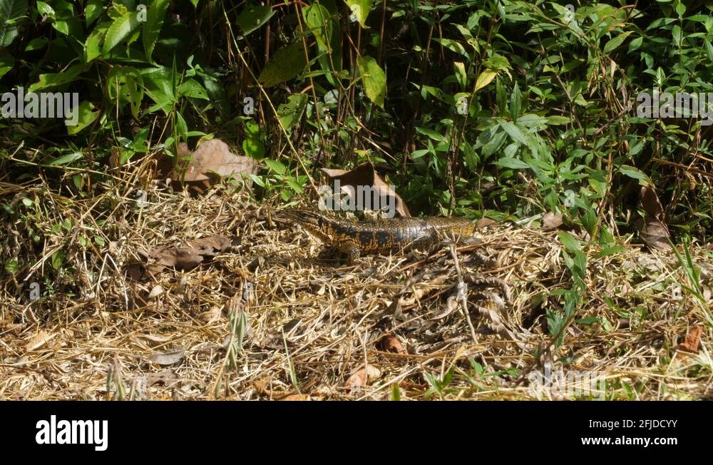 French lizards Stock Videos & Footage - HD and 4K Video Clips - Alamy