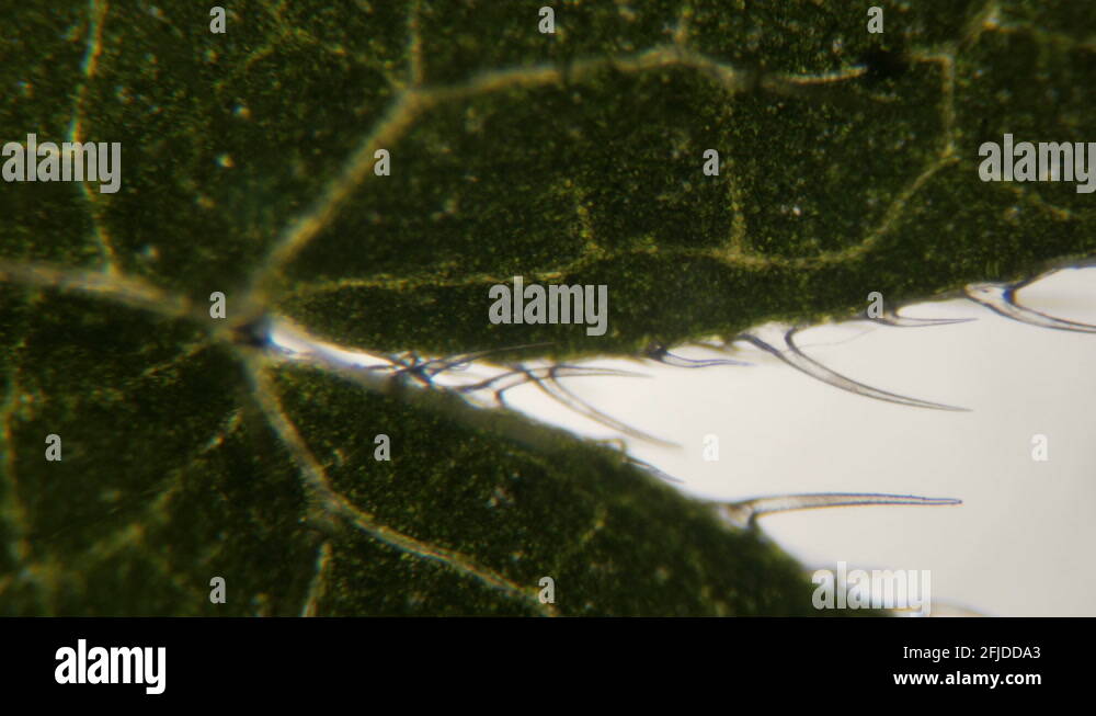 Nettle leaf under the microscope. Extreme close up of underside of ...