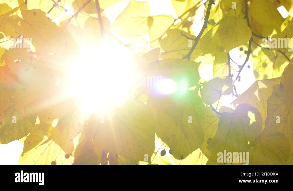 Sunshine sunny sunlight bright light Stock Videos & Footage - HD and 4K ...