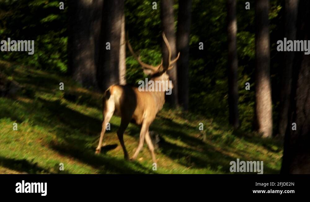 Mating deer Stock Videos & Footage - HD and 4K Video Clips - Alamy