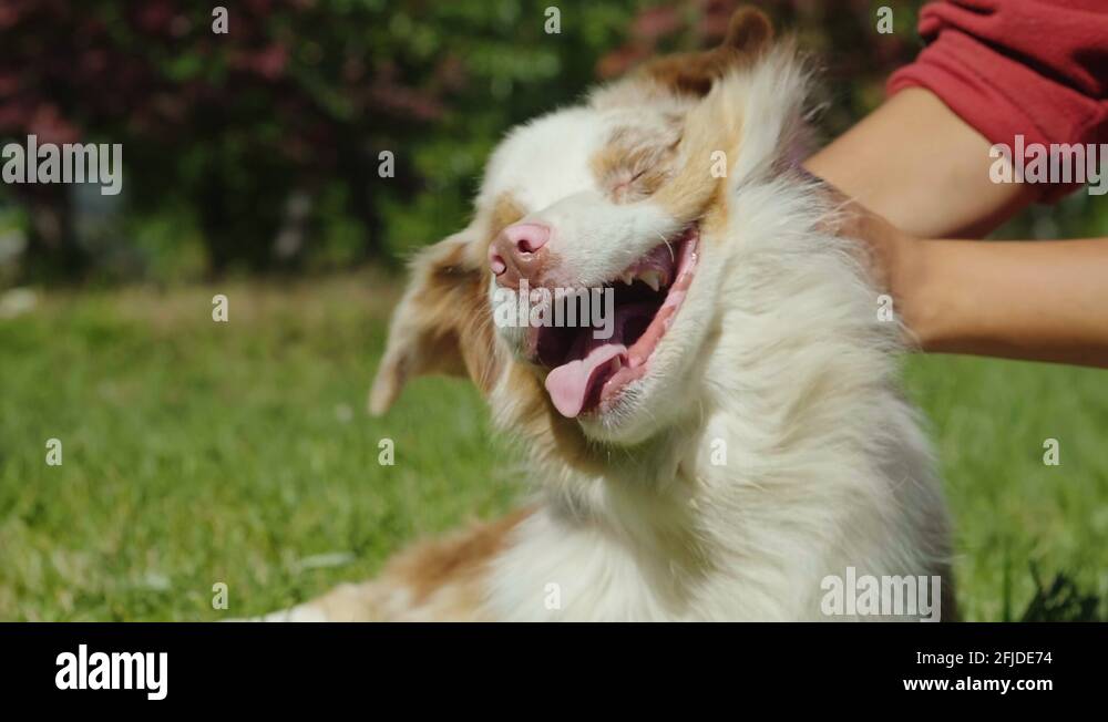 Man adorable face dogs Stock Videos & Footage - HD and 4K Video Clips ...