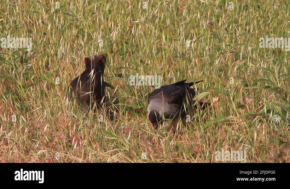European crows Stock Videos & Footage - HD and 4K Video Clips - Alamy