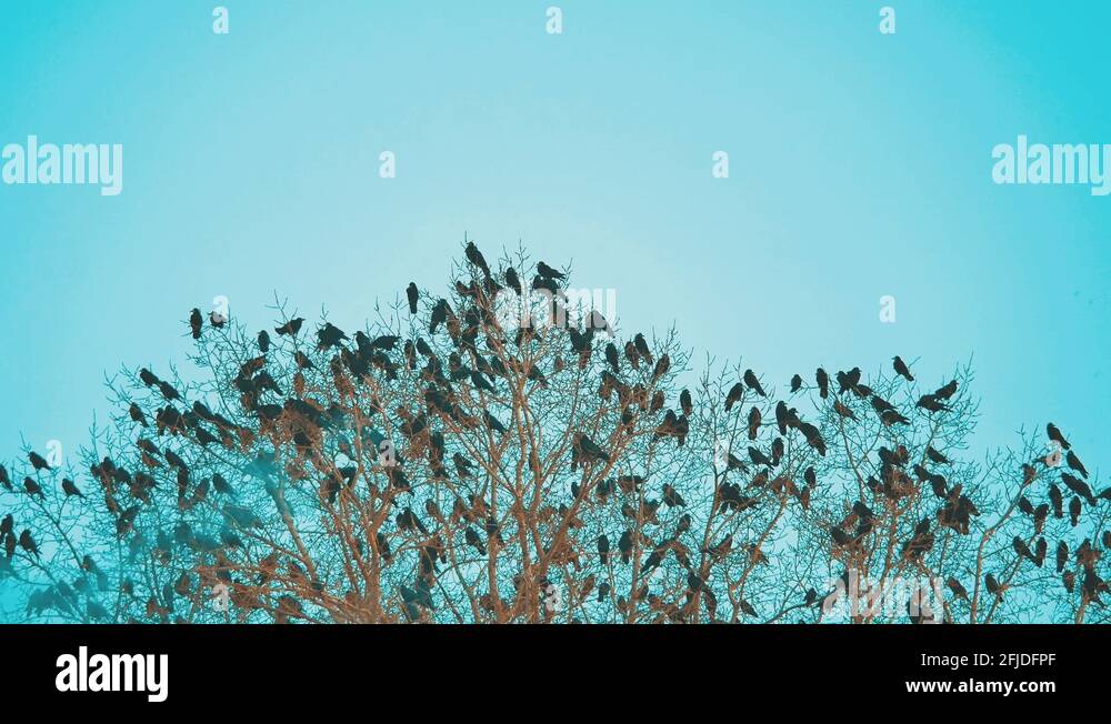flock autumn of birds crows blue sky taking off from a tree. a flock of ...