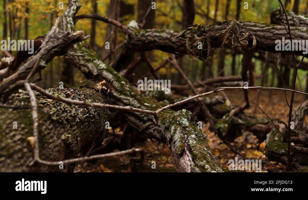 Wind twisted tree Stock Videos & Footage - HD and 4K Video Clips - Alamy