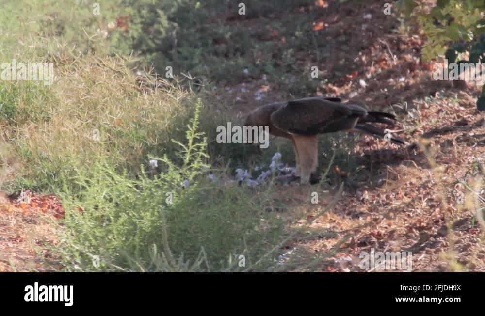 Prade Stock Videos & Footage - HD and 4K Video Clips - Alamy