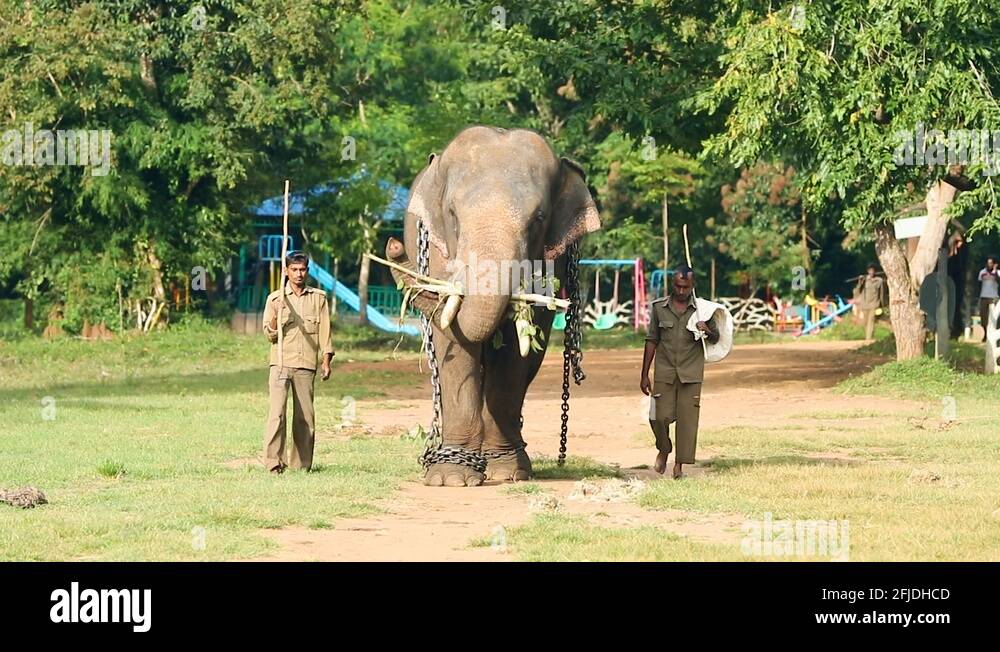 Torturing animals Stock Videos & Footage - HD and 4K Video Clips - Alamy