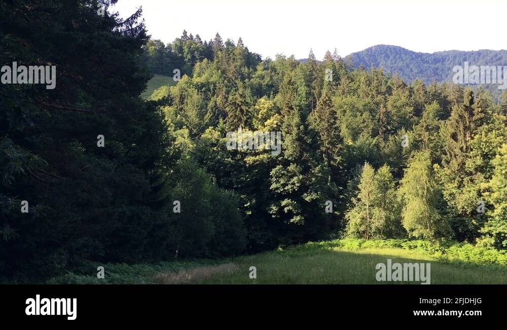 Foresty forest Stock Videos & Footage - HD and 4K Video Clips - Alamy