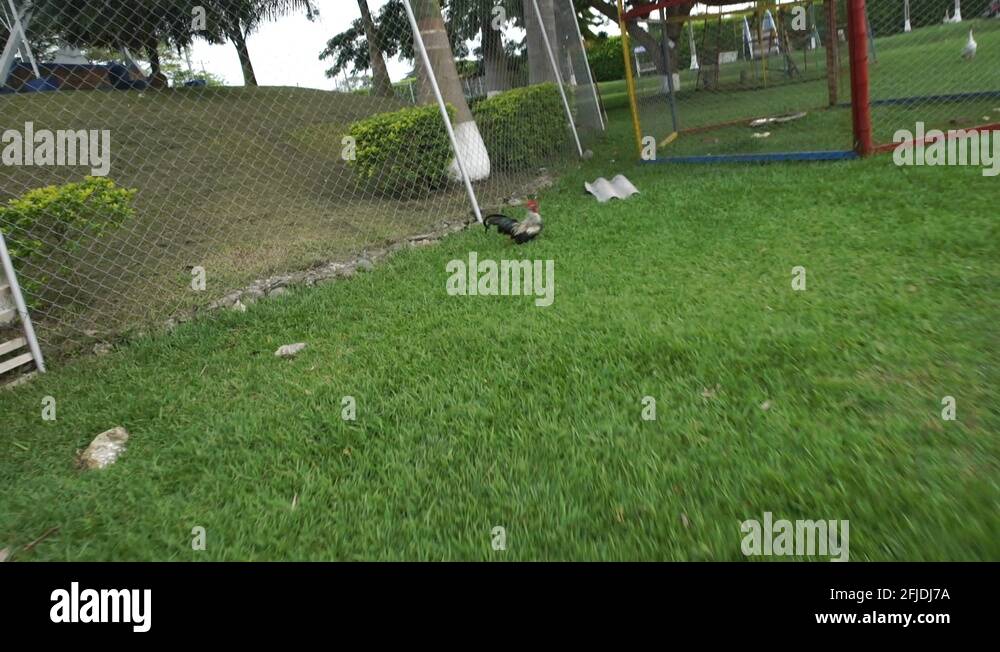 Chasing a rooster Stock Videos & Footage - HD and 4K Video Clips - Alamy