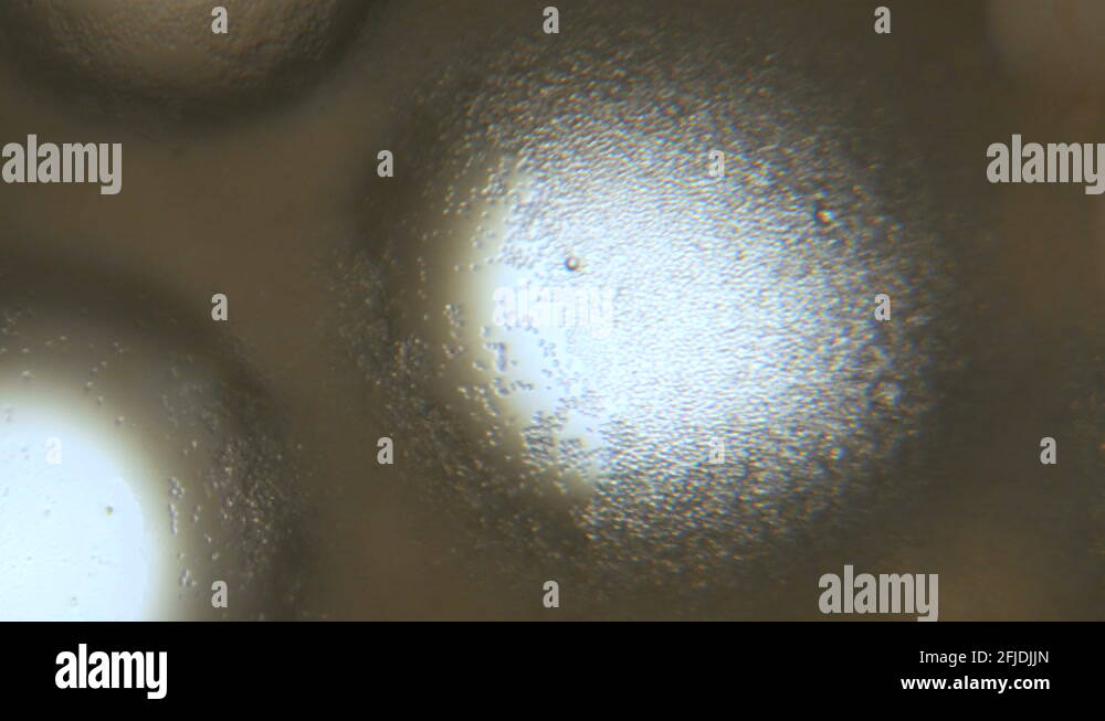 Budding yeast cell under the microscope Stock Video Footage - Alamy