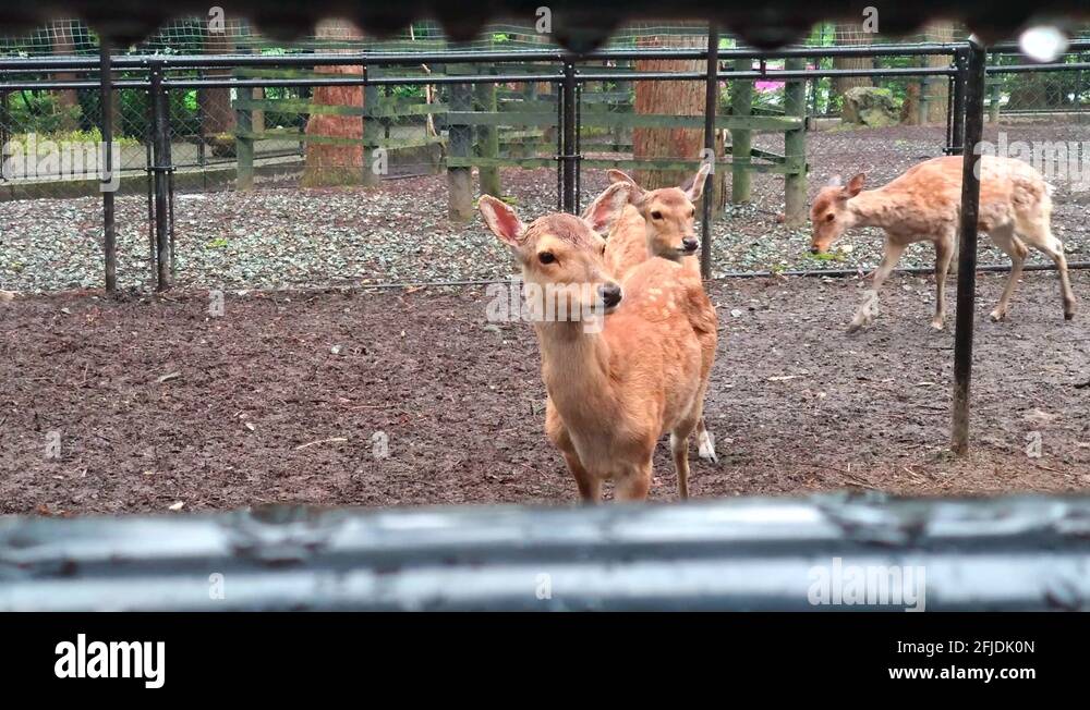 Zoo japan Stock Videos & Footage - HD and 4K Video Clips - Alamy