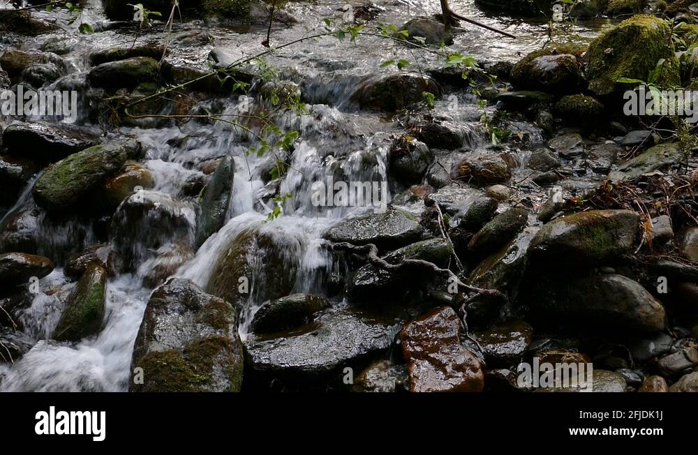 Natural bush Stock Videos & Footage - HD and 4K Video Clips - Alamy