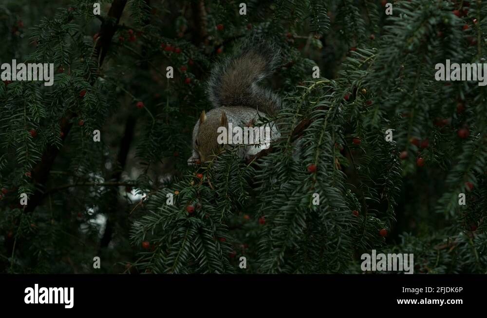 Busy squirrel Stock Videos & Footage - HD and 4K Video Clips - Alamy