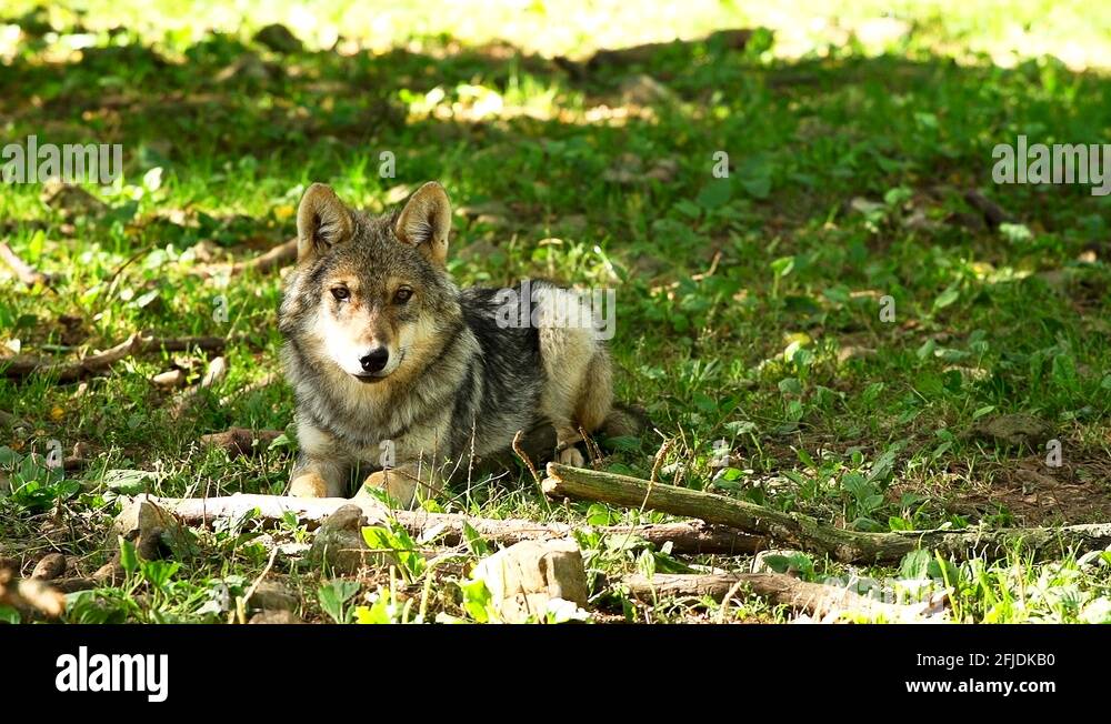 A young wolf in the forrest in Belgium. First wolf back in Belgium ...