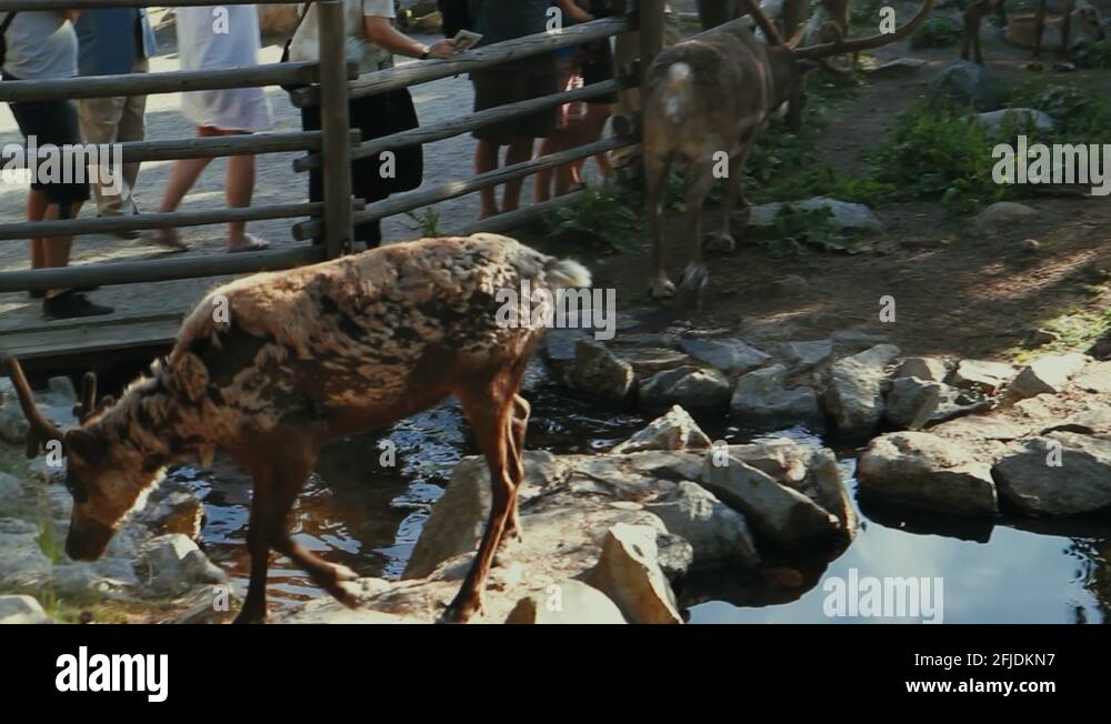 Wildlife watching people Stock Videos & Footage - HD and 4K Video Clips ...