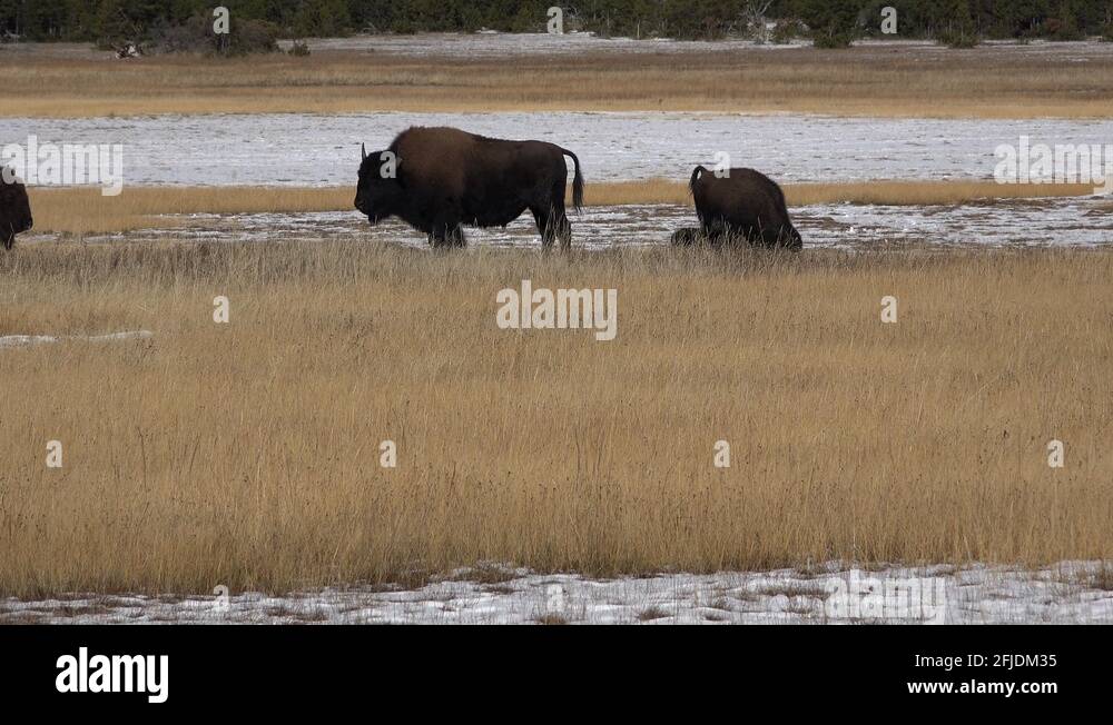 Yellowstone bison grass Stock Videos & Footage - HD and 4K Video Clips ...