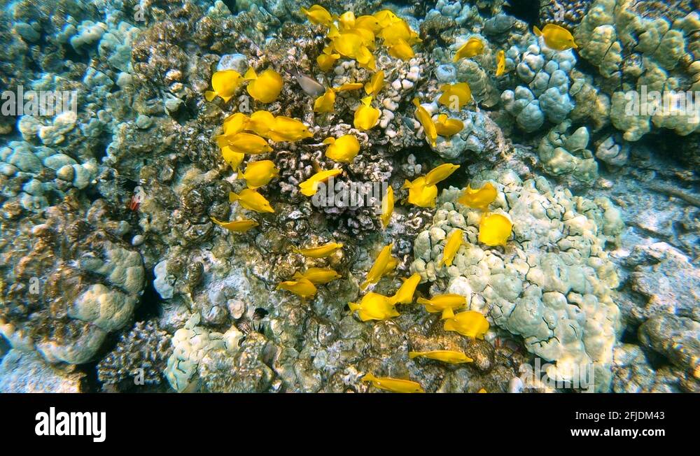 School yellow tang fish Stock Videos & Footage - HD and 4K Video Clips ...