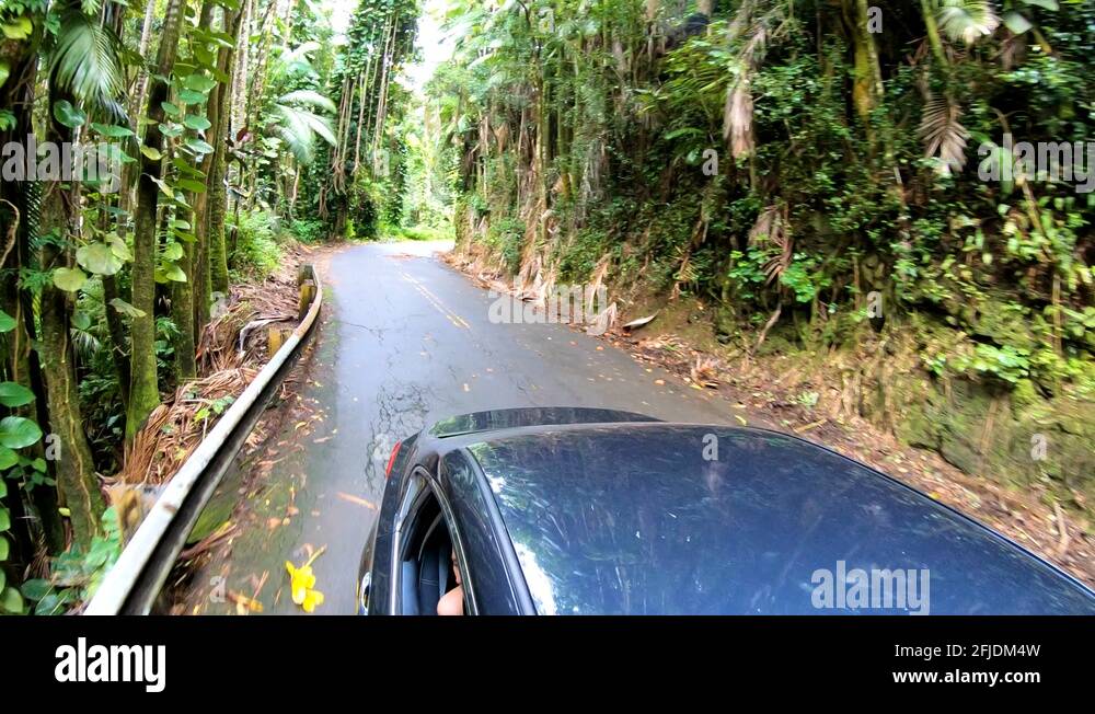 Reverse angle of car driving through thick jungle on Hawaii's Big ...
