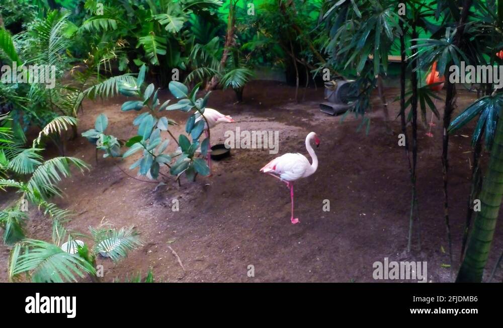 Stream feeding birds Stock Videos & Footage - HD and 4K Video Clips - Alamy