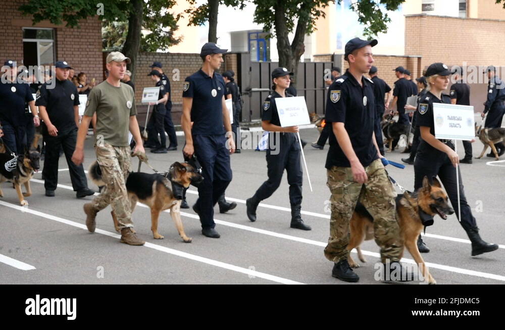 K9 police dogs Stock Videos & Footage - HD and 4K Video Clips - Alamy