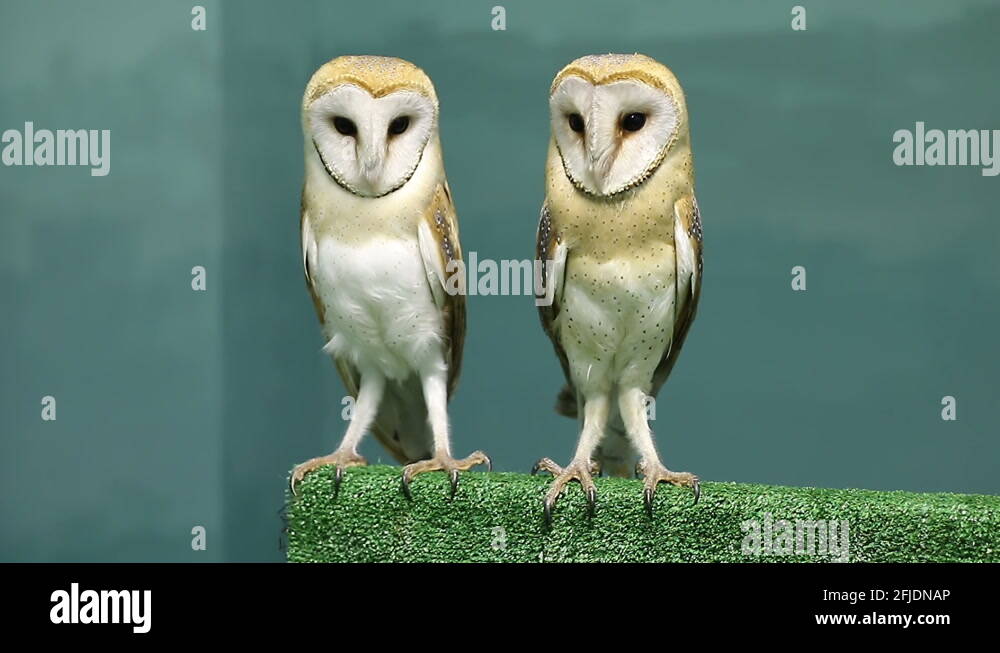 Owls family Stock Videos & Footage - HD and 4K Video Clips - Alamy