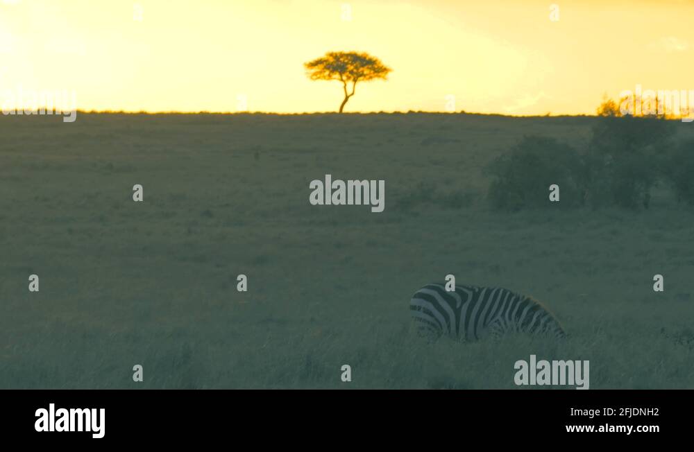 Mara triangle Stock Videos & Footage - HD and 4K Video Clips - Alamy