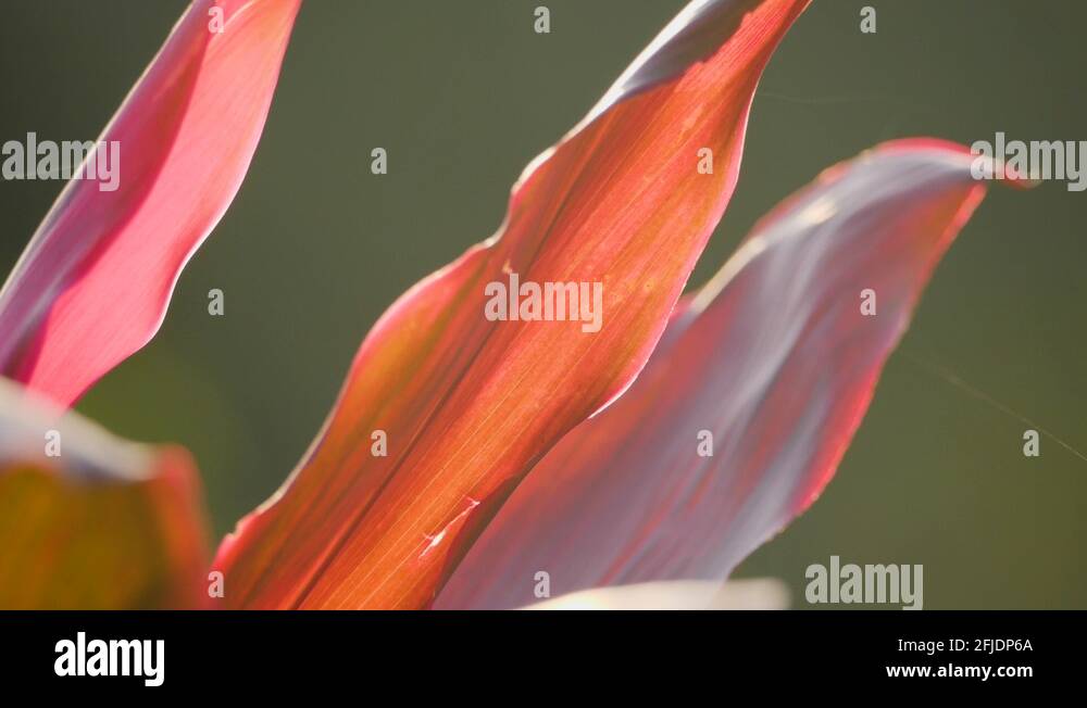 Strings of leaves Stock Videos & Footage - HD and 4K Video Clips - Alamy