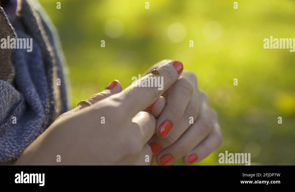Ladybug hand Stock Videos & Footage - HD and 4K Video Clips - Alamy