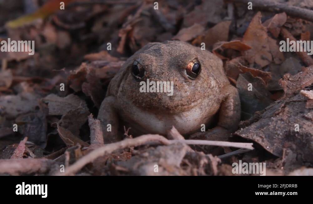 Frog in mud Stock Videos & Footage - HD and 4K Video Clips - Alamy