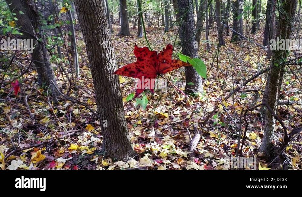 Amber leaf Stock Videos & Footage - HD and 4K Video Clips - Alamy