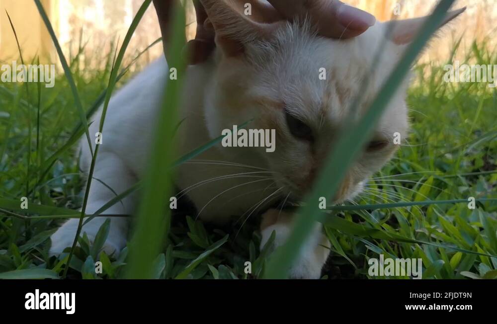 Pat Stock Videos & Footage - HD and 4K Video Clips - Alamy