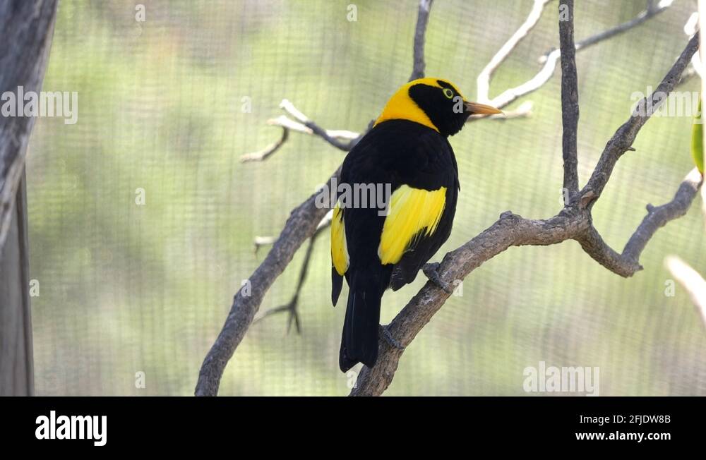 Male regent bowerbird Stock Videos & Footage - HD and 4K Video Clips ...