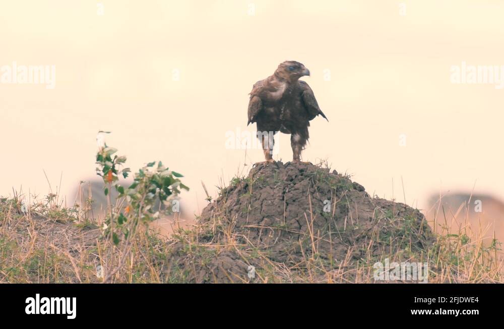 Tawny eagle standing on mud hump looking for prey in Maasai Mara Stock ...