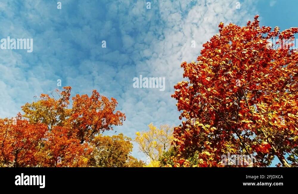 Red yellow trees Stock Videos & Footage - HD and 4K Video Clips - Alamy